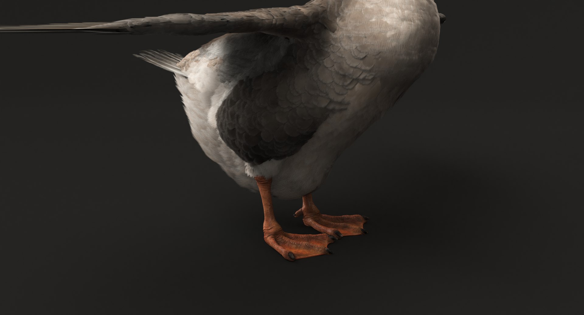 3D Goose Domestic Model - TurboSquid 1377035
