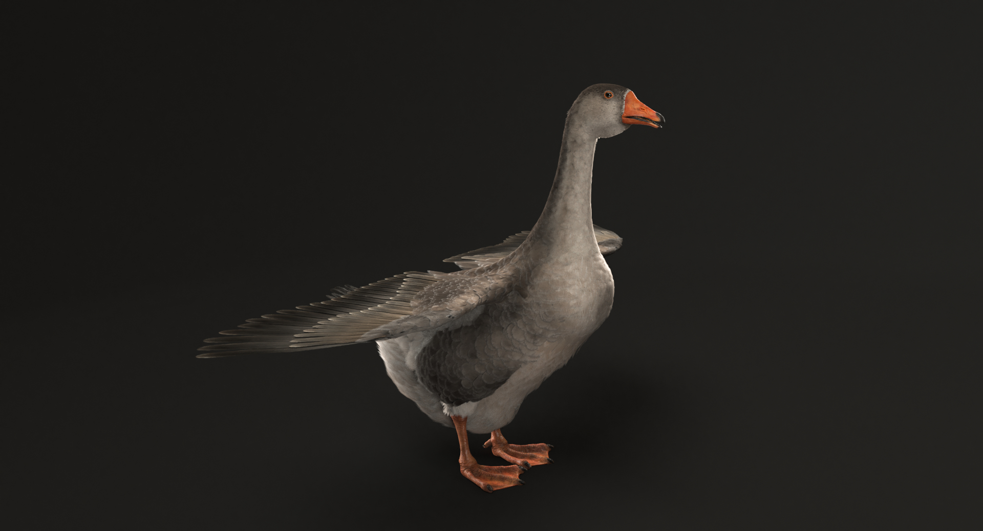 3D Goose Domestic Model - TurboSquid 1377035