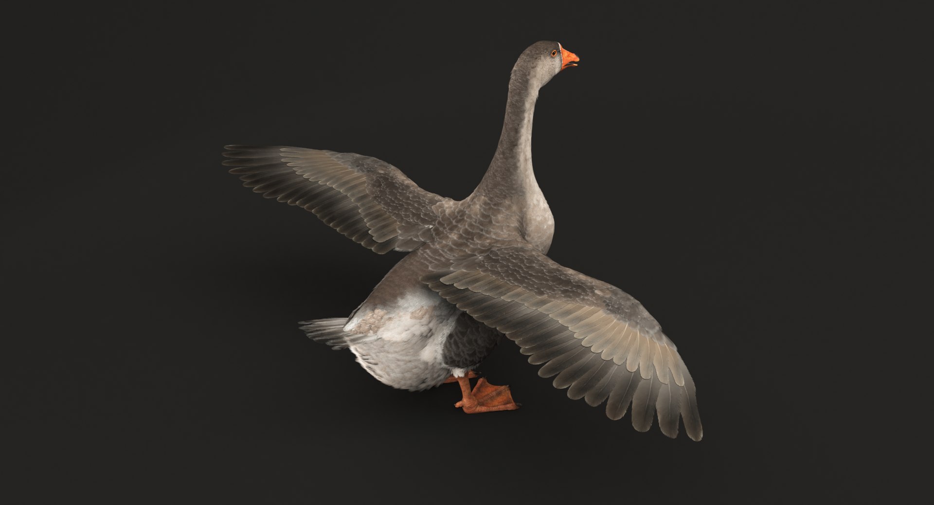3D Goose Domestic Model - TurboSquid 1377035