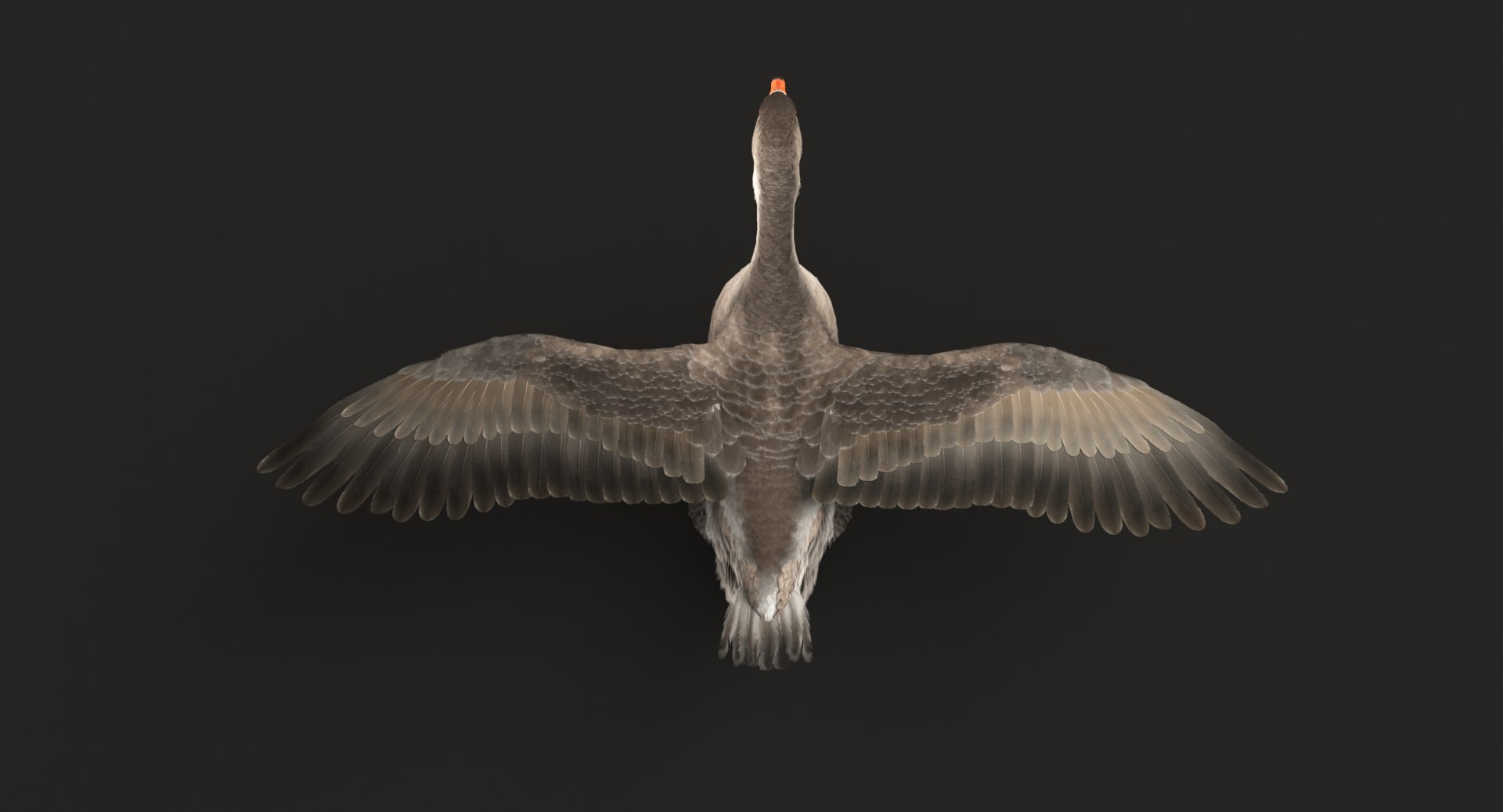 3D Goose Domestic Model - TurboSquid 1377035