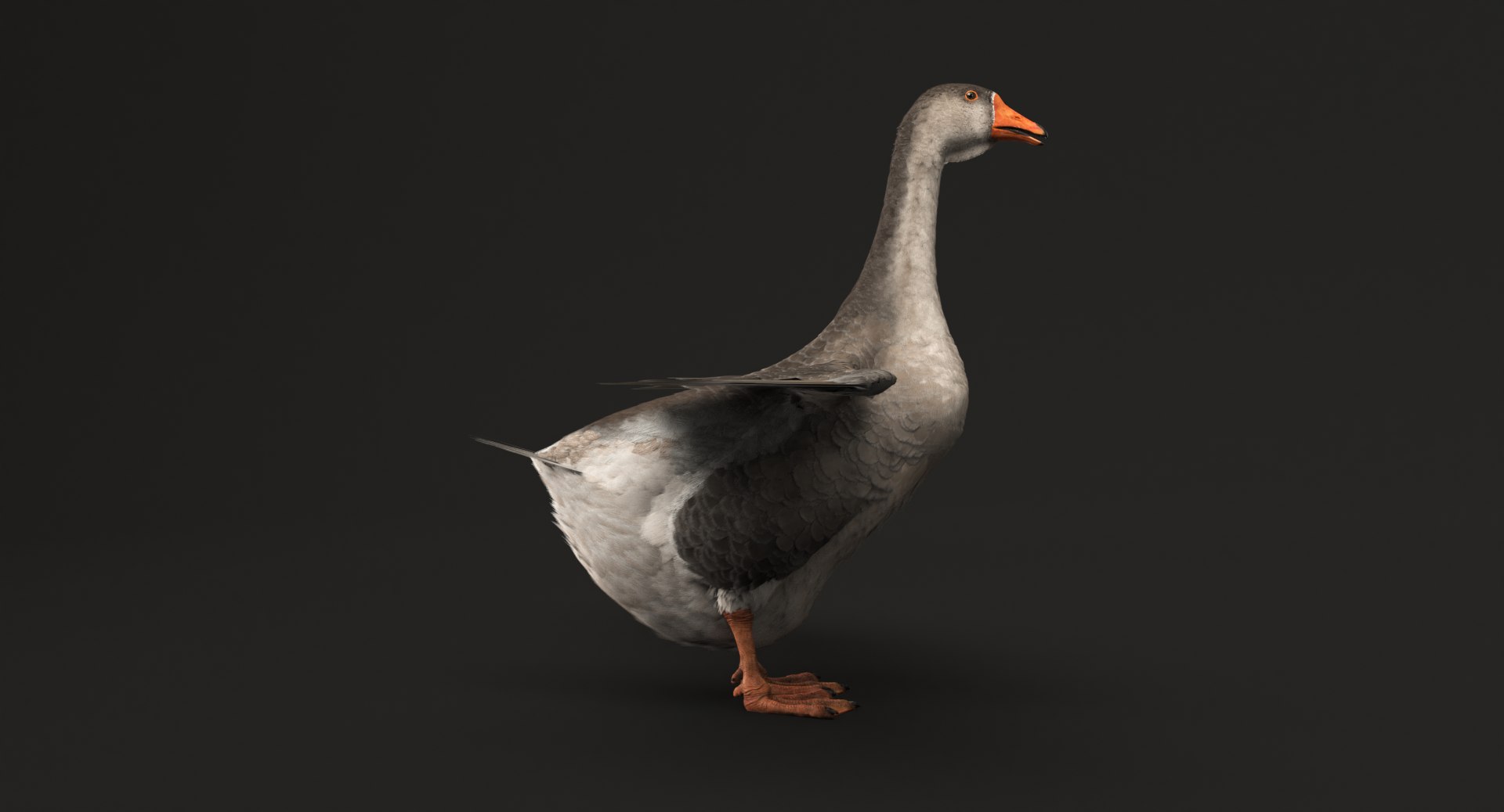3D Goose Domestic Model - TurboSquid 1377035