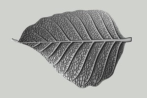 STL Leaf Models | TurboSquid