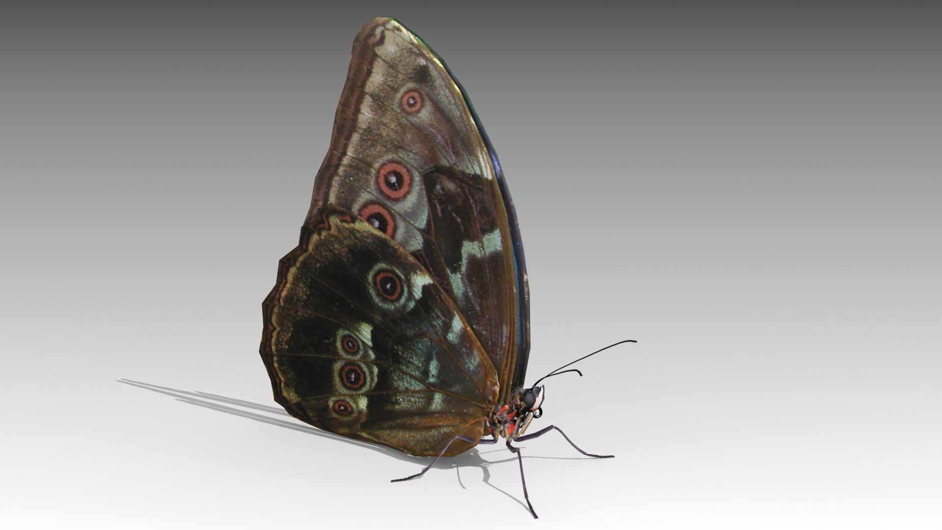 3D Blue Morpho Butterfly Animations Model - TurboSquid 1333714