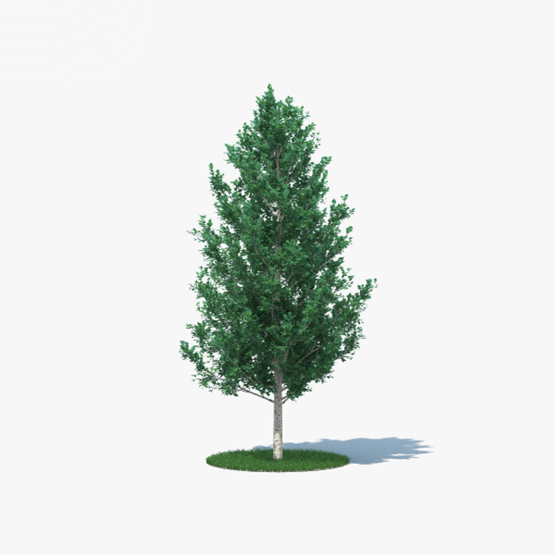 Quaking aspen 3D model - TurboSquid 1492889