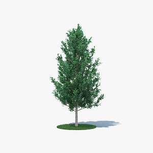 Quaking Aspen 3D Models for Download | TurboSquid