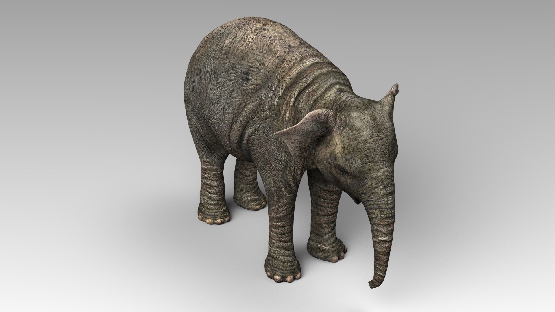 Elephant 3d Model