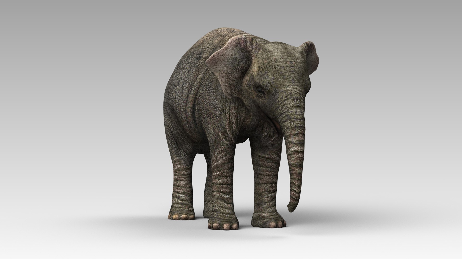 Elephant 3d Model