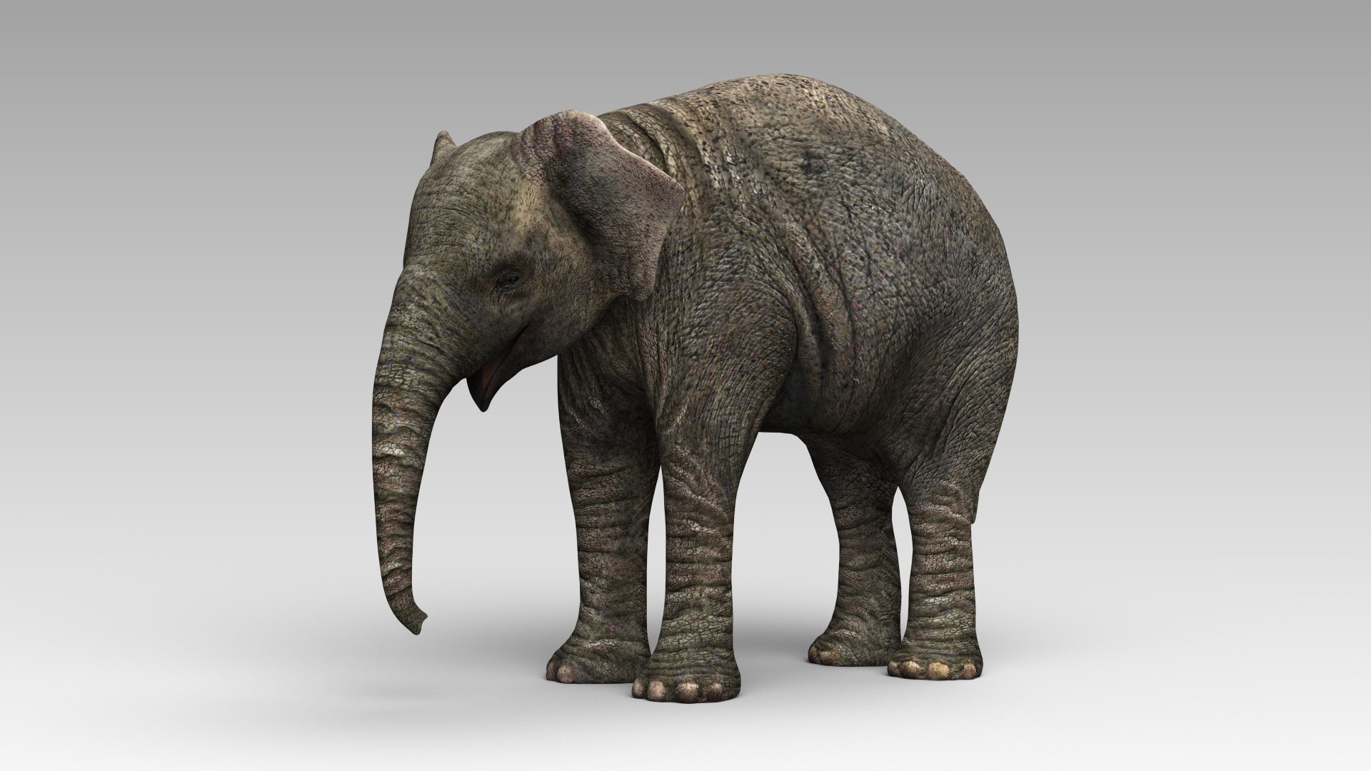 Elephant 3d Model