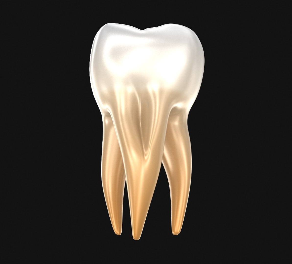 Molar Teeth Human Tooth 3D Model - TurboSquid 1266814