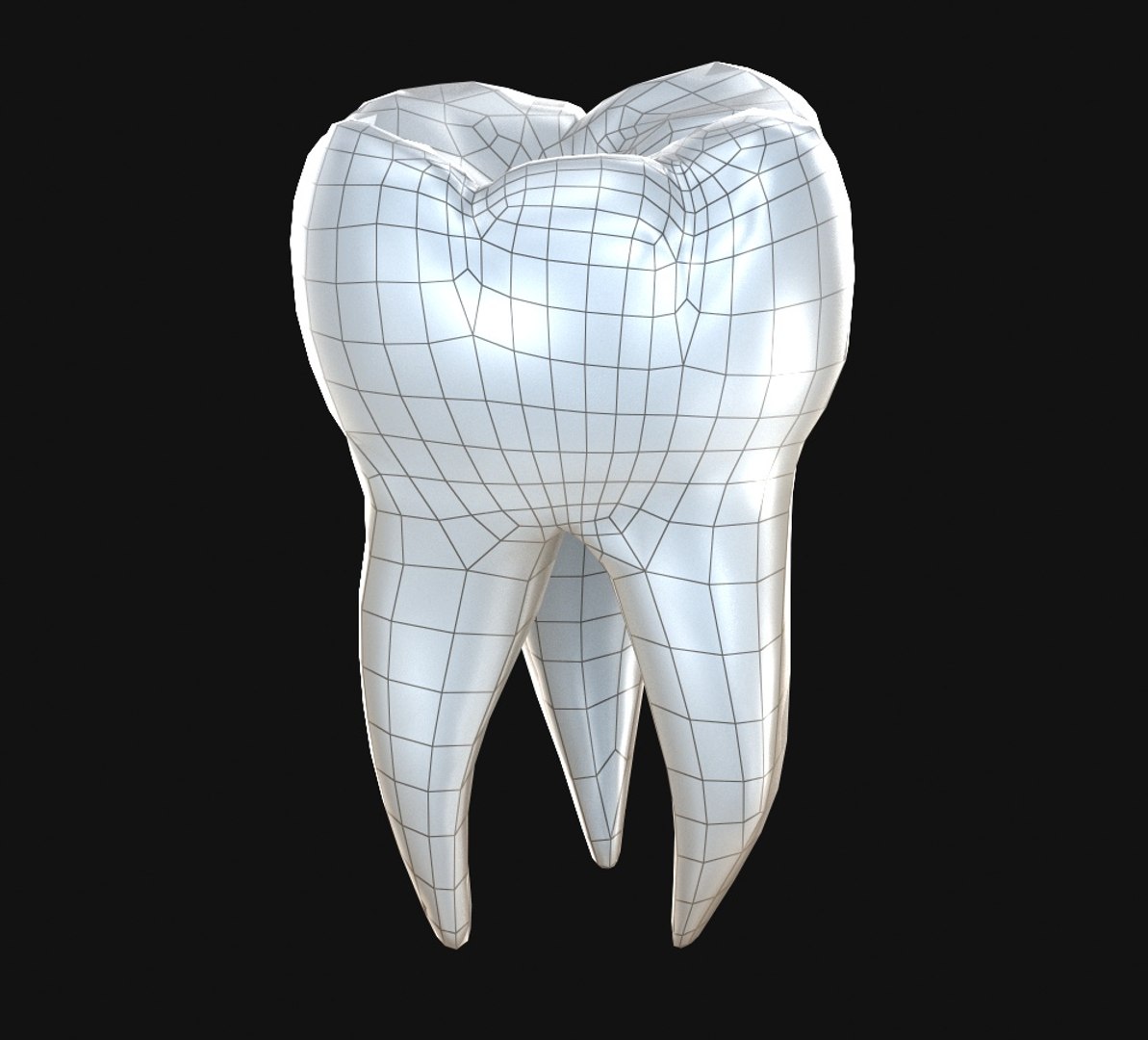 Molar Teeth Human Tooth 3D Model - TurboSquid 1266814