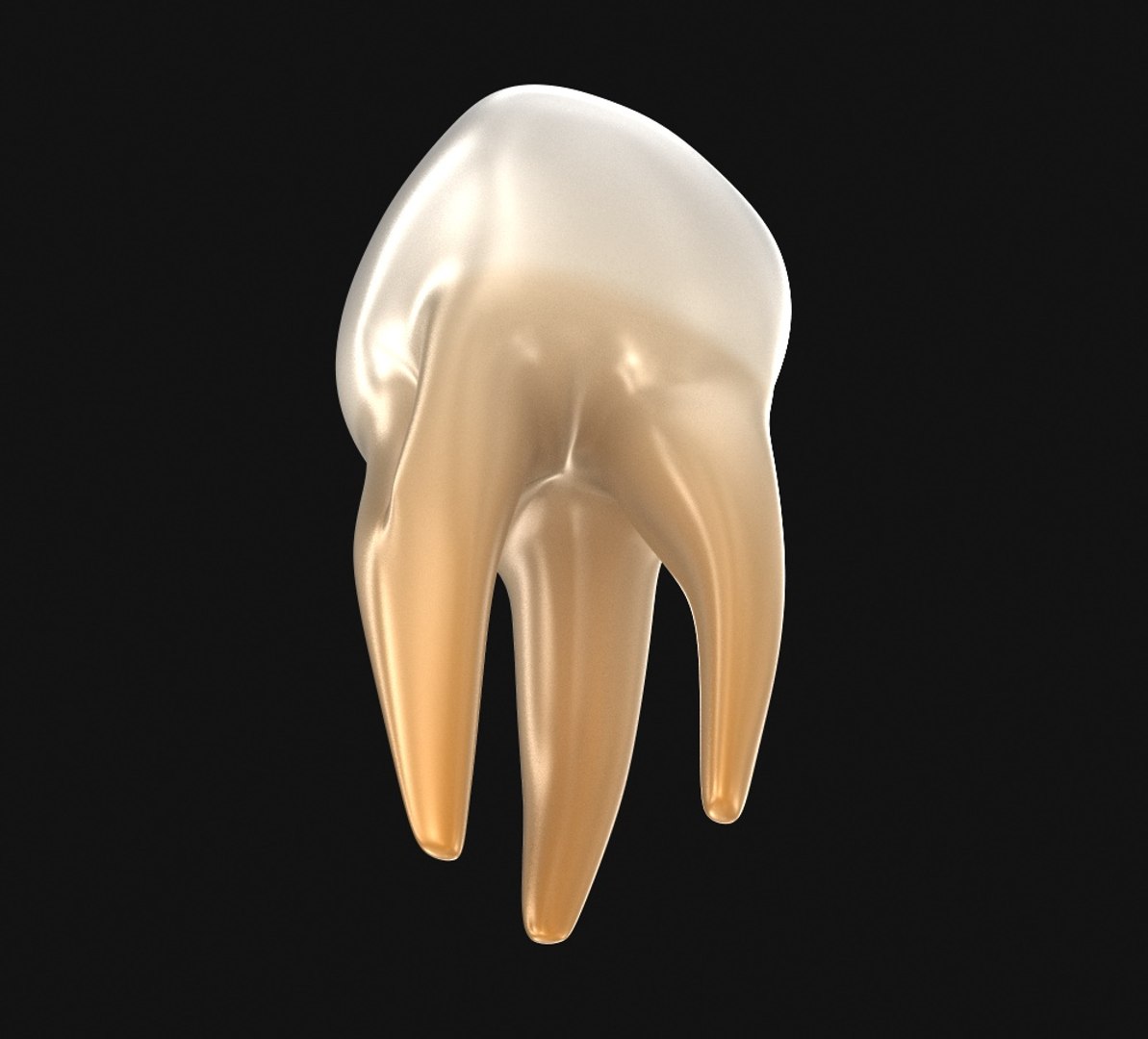 Molar Teeth Human Tooth 3D Model - TurboSquid 1266814