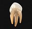 Molar Teeth Human Tooth 3D Model - TurboSquid 1266814