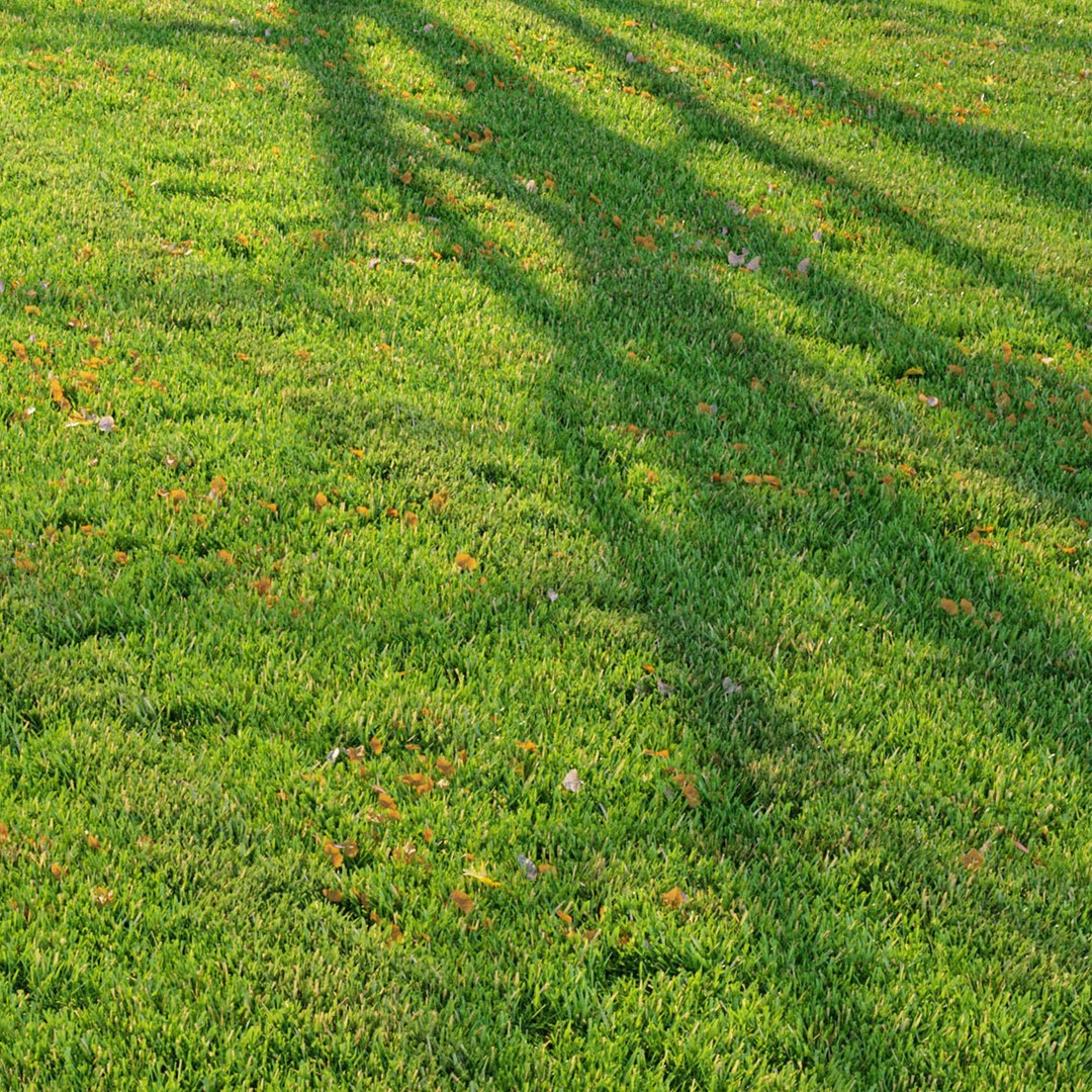 3D Cut Grass Model - TurboSquid 1937753