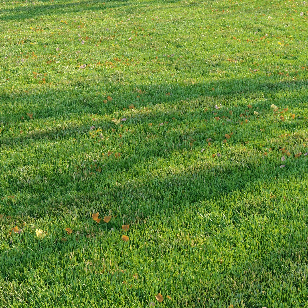 3D Cut Grass Model - TurboSquid 1937753