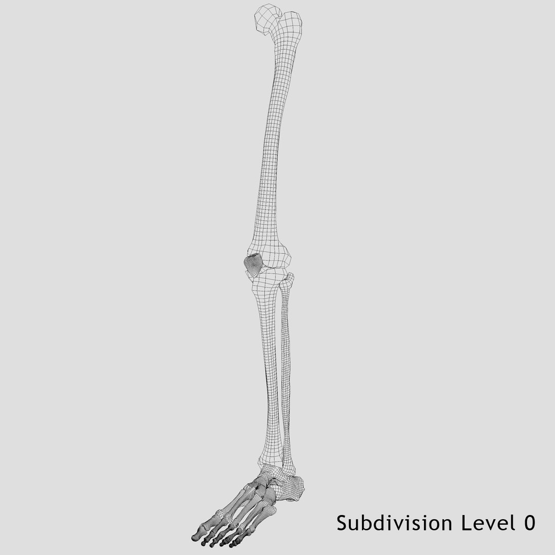 Leg Skeleton 3d C4d