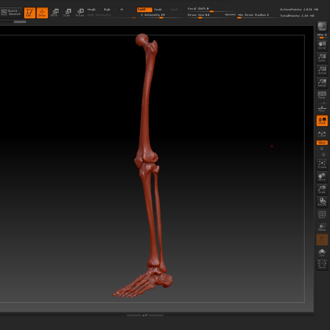 Leg Skeleton 3d C4d
