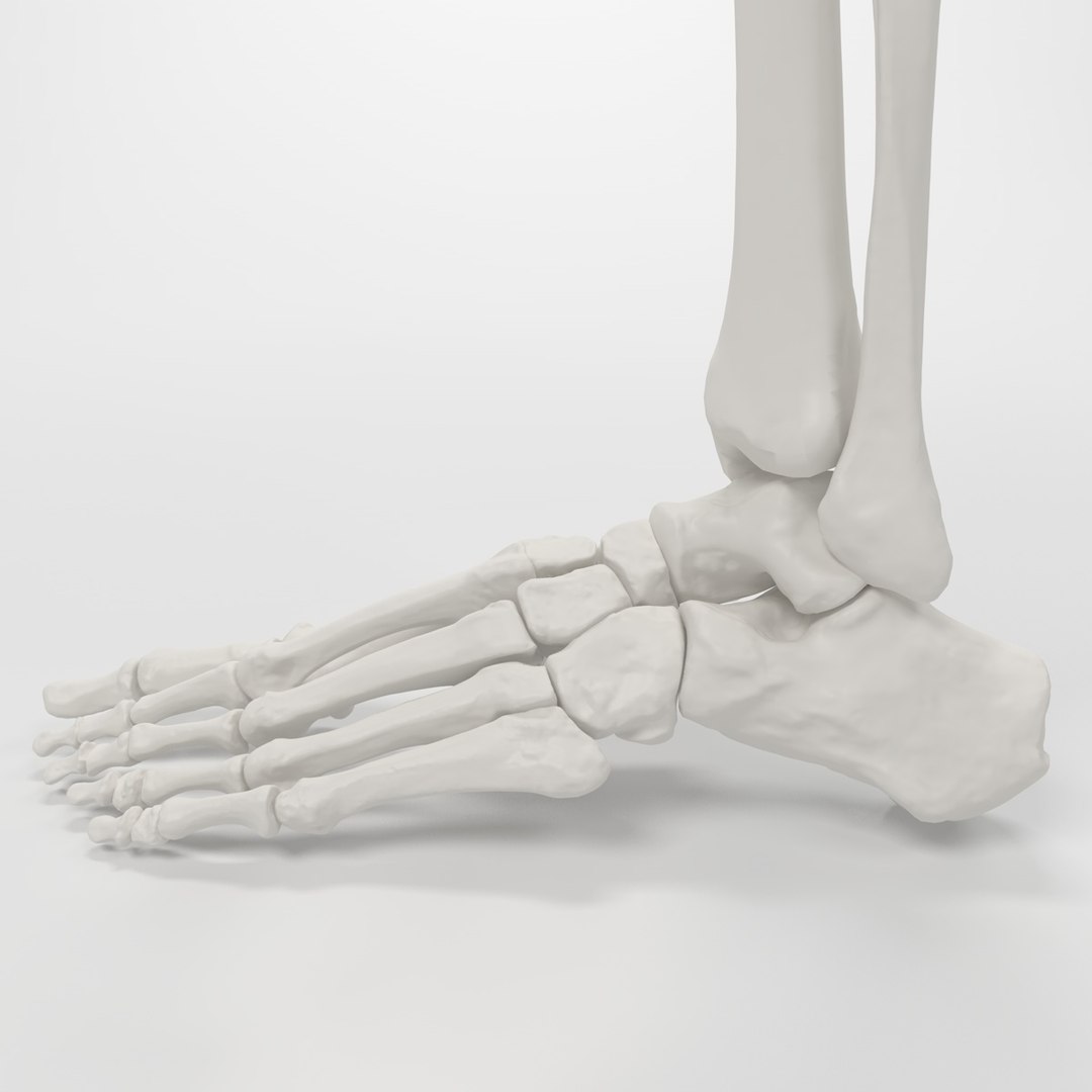 Leg Skeleton 3d C4d