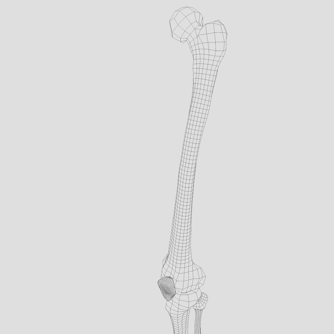 Leg Skeleton 3d C4d