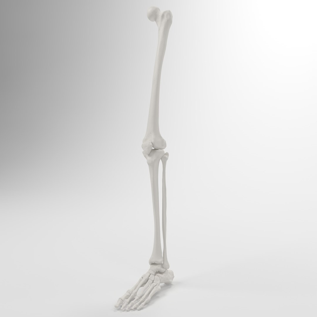 Leg Skeleton 3d C4d