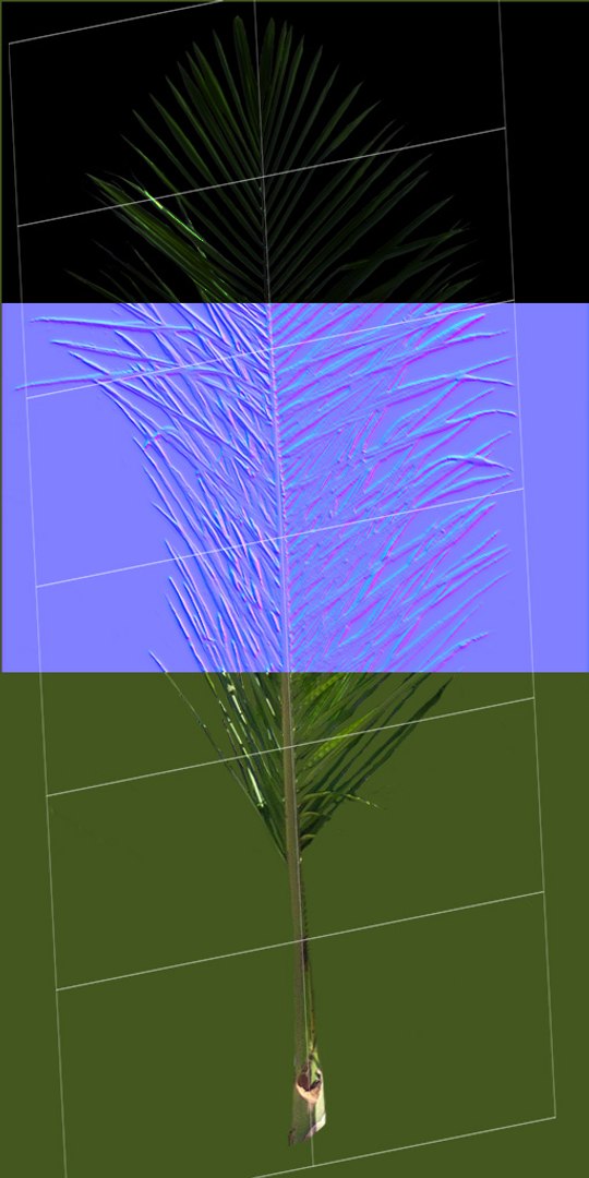 Tropical Palm Tree 3d Model