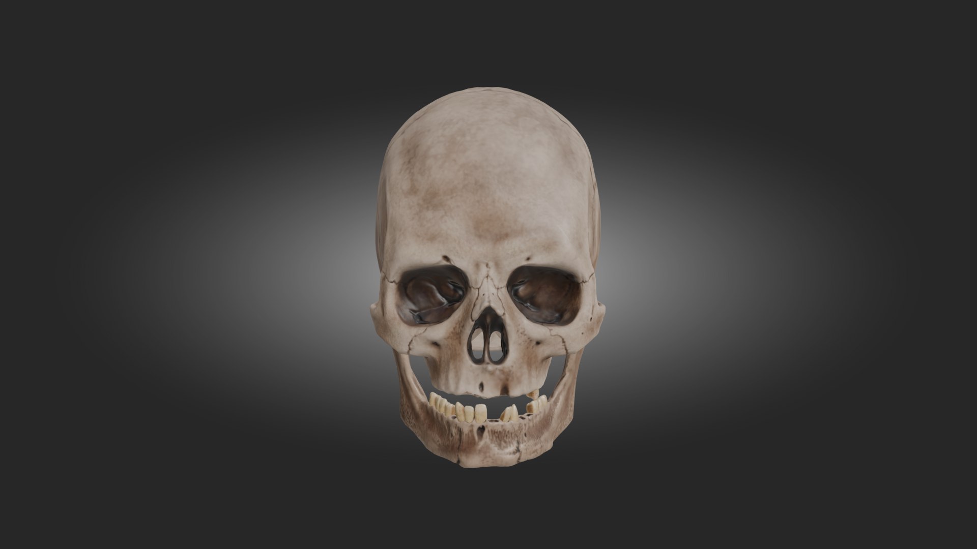 Full Skull High Quality 3D Model - TurboSquid 2314210