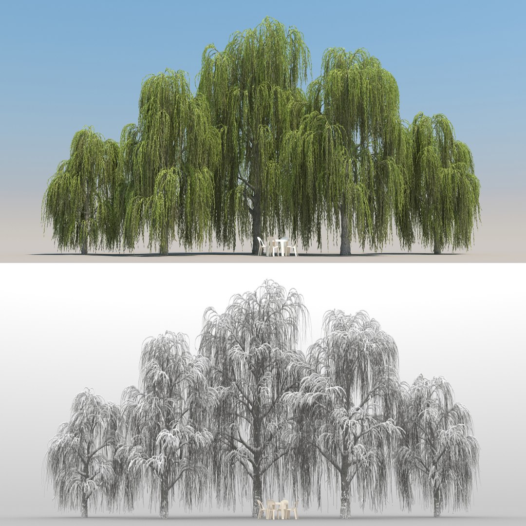3d Model 5 Willow Tree
