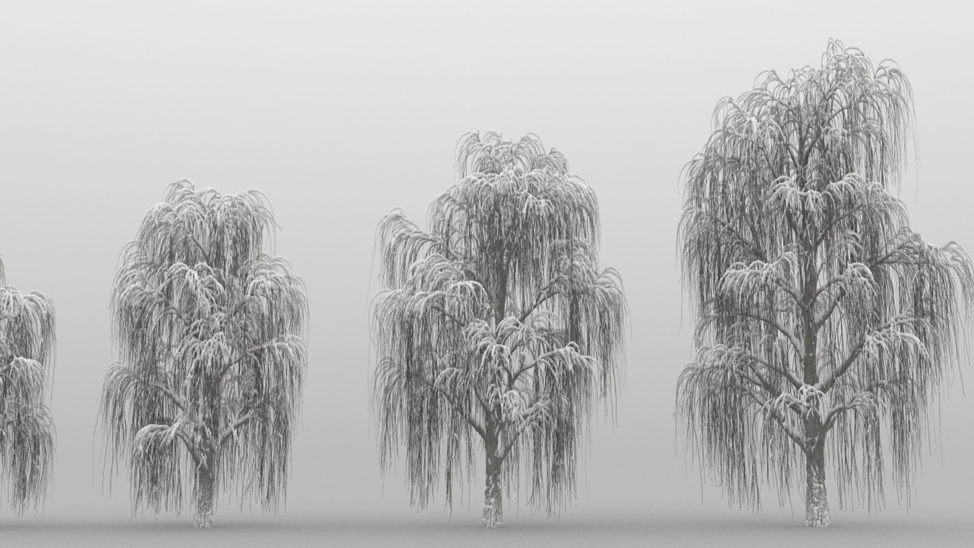 3d Model 5 Willow Tree