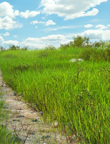 3D grass render - TurboSquid 1560094