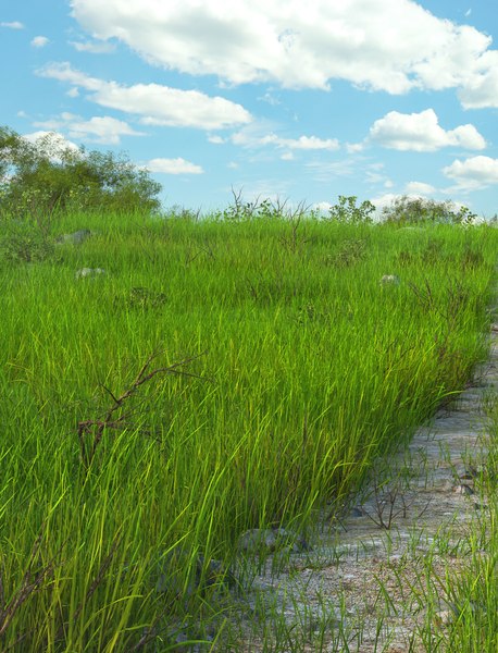 3D grass render - TurboSquid 1560094