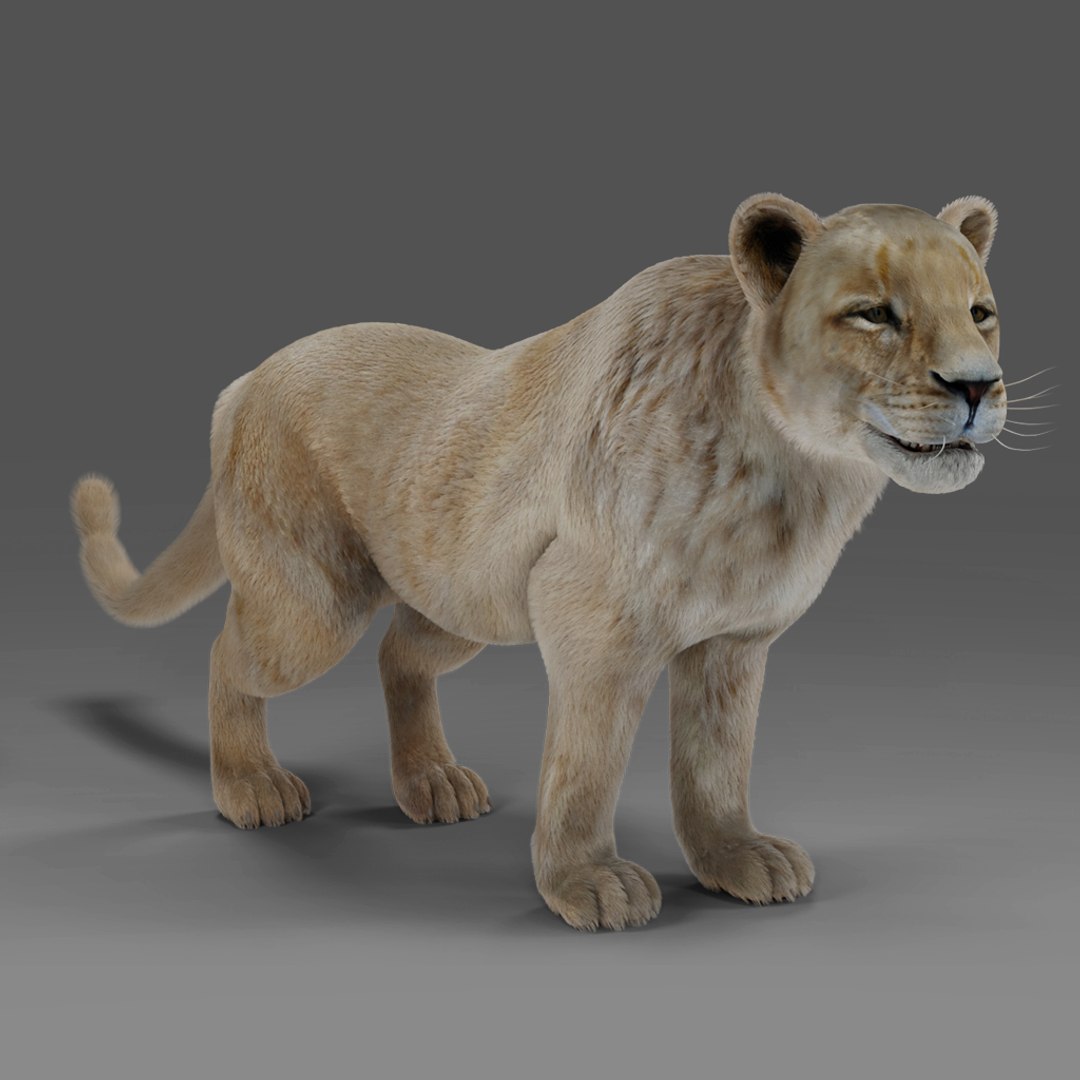 3d Fur Lioness Rigged In Blender Model Turbosquid 2034273