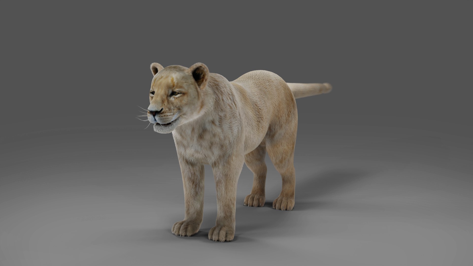 3D Fur Lioness Rigged In Blender Model - TurboSquid 2034273