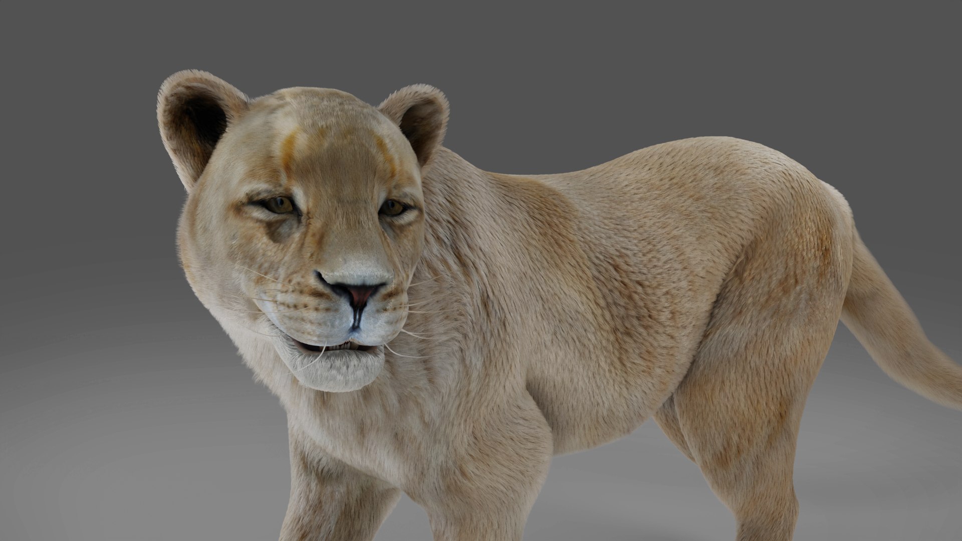 3D Fur Lioness Rigged In Blender Model - TurboSquid 2034273