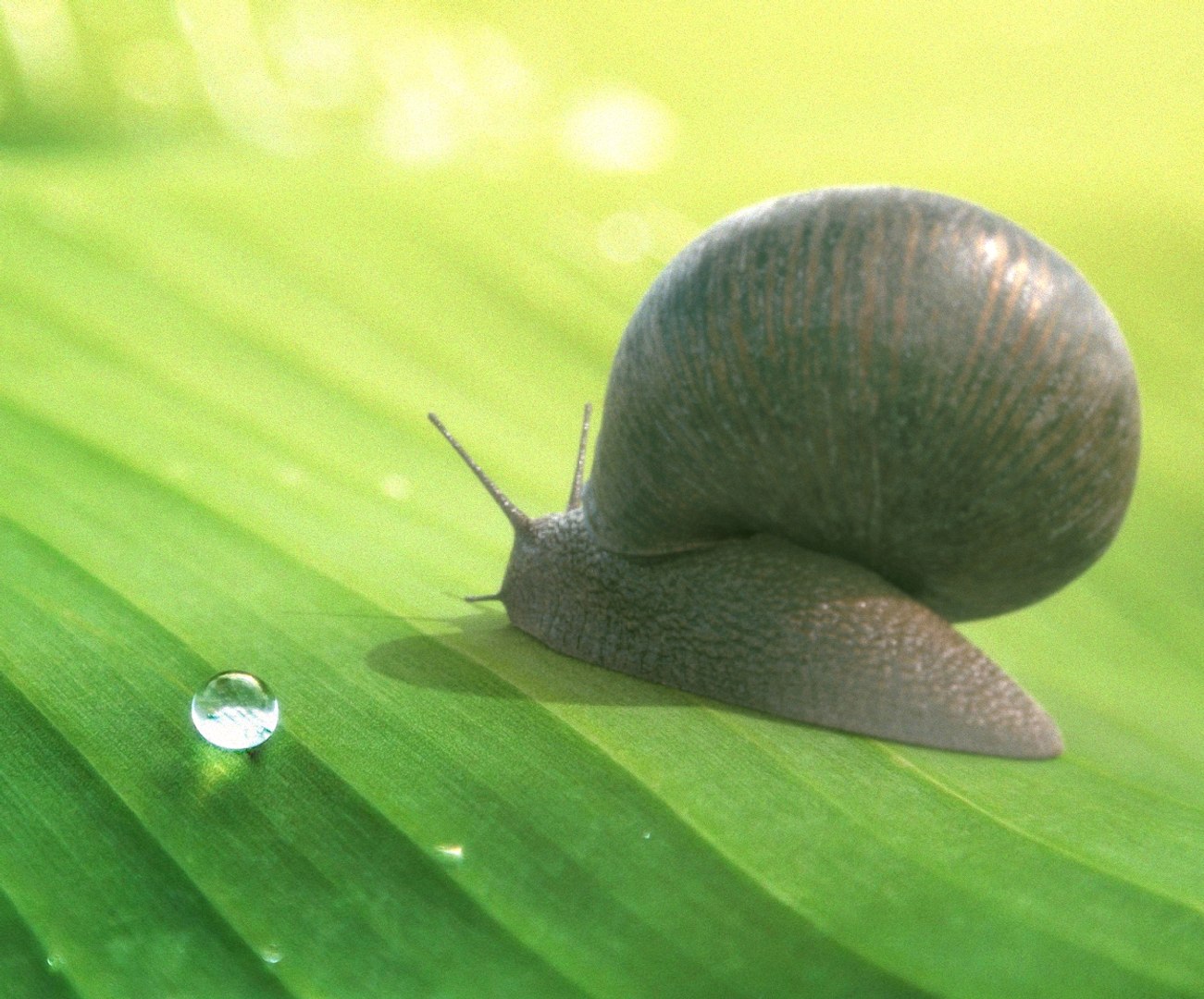 3D Model Snail Slug Animation - TurboSquid 1334650