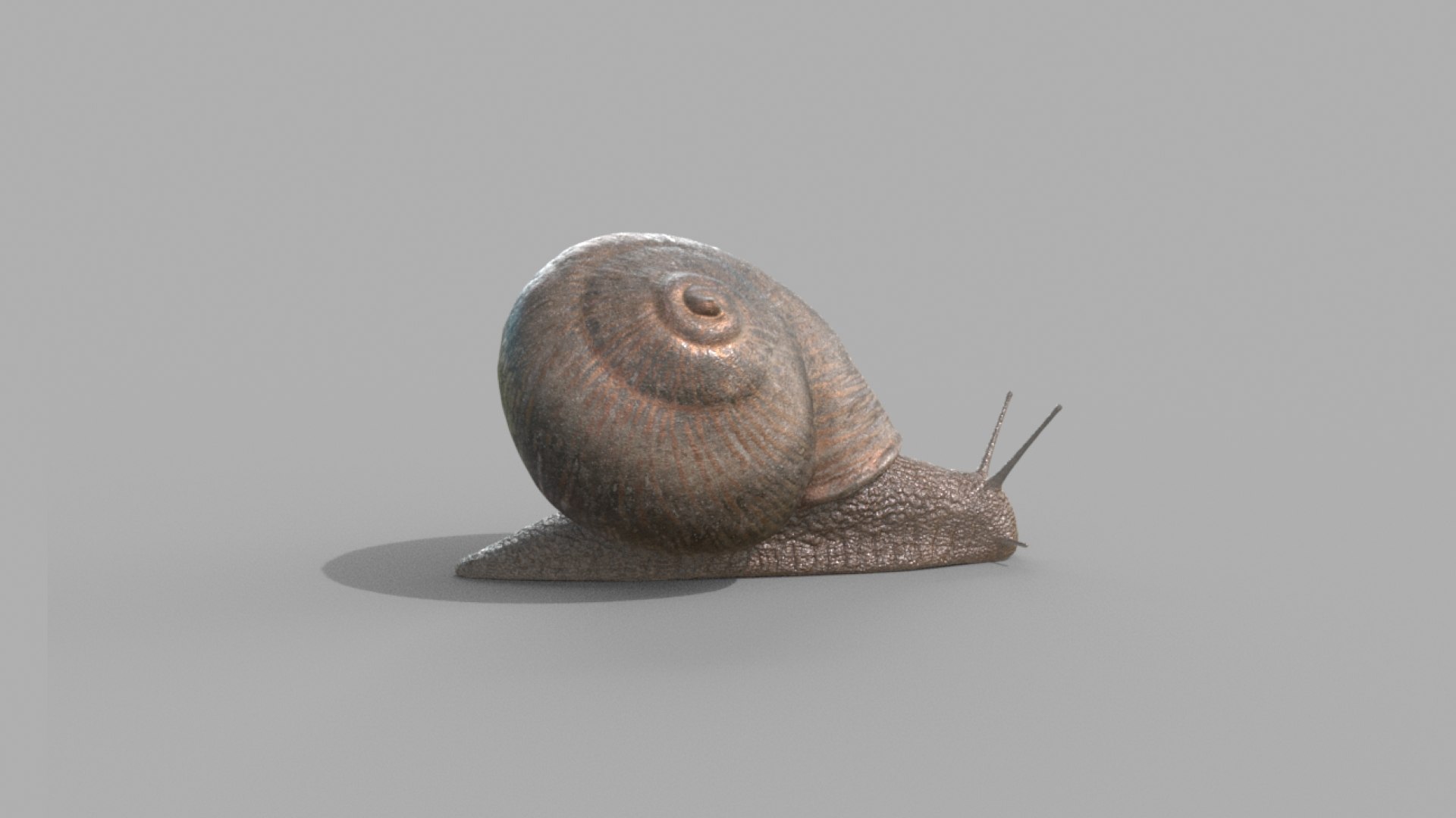 3D model snail slug animation - TurboSquid 1334650
