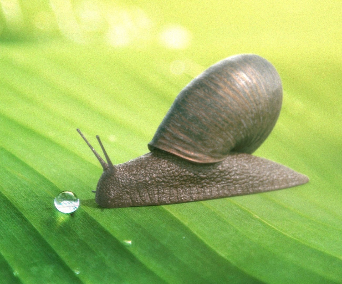 3D Model Snail Slug Animation - TurboSquid 1334650