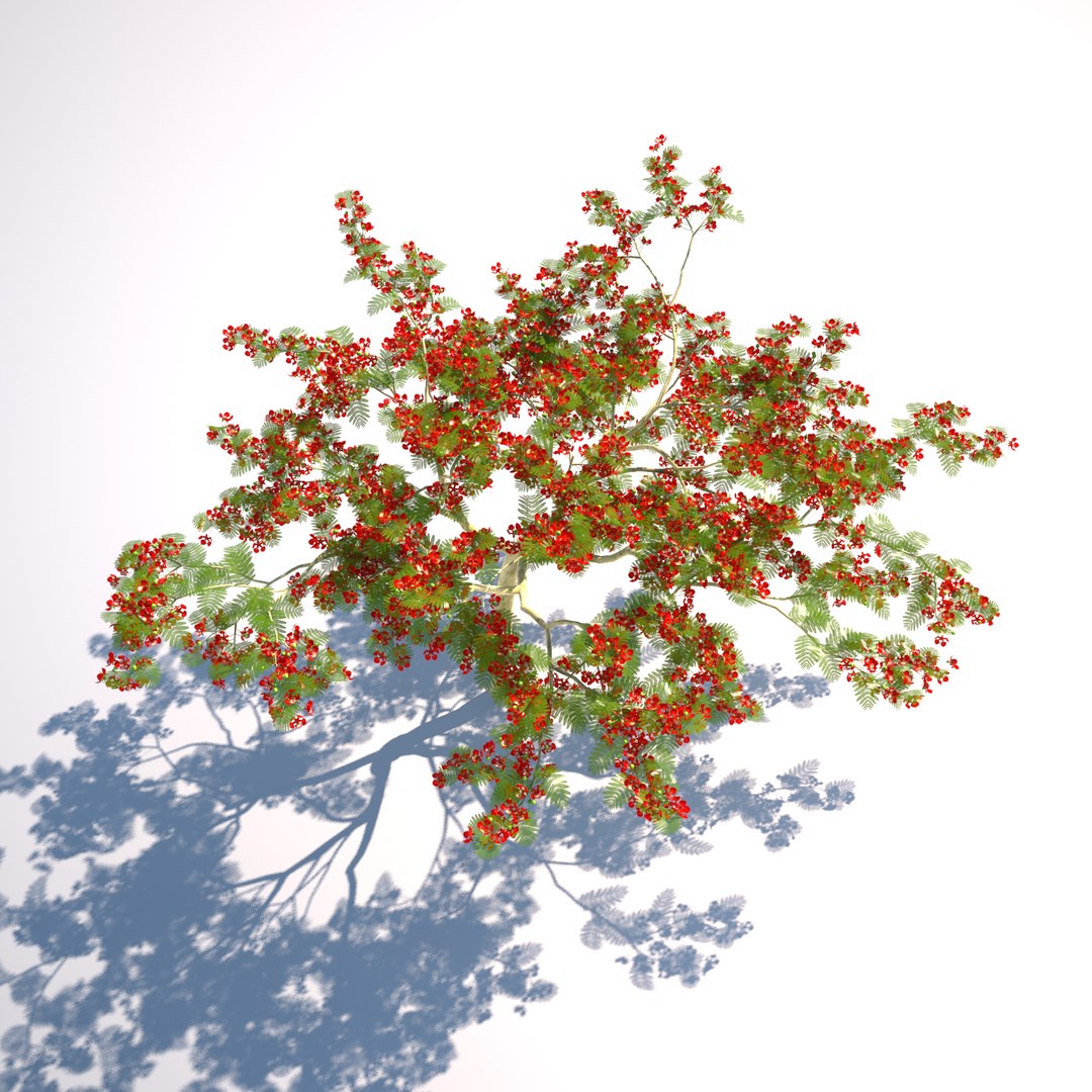 3d Flamboyant Tree Royal
