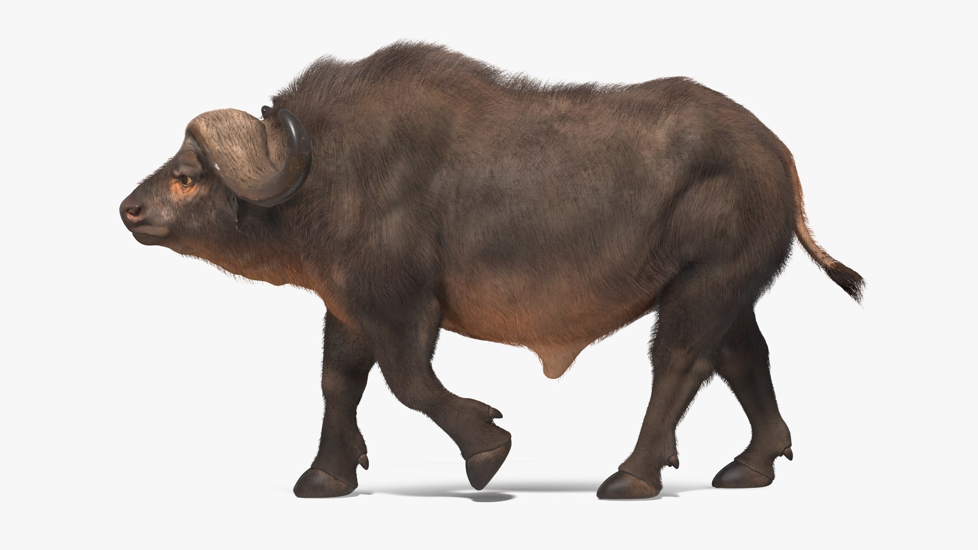 3D African Buffalo Walking Pose - TurboSquid 1567849