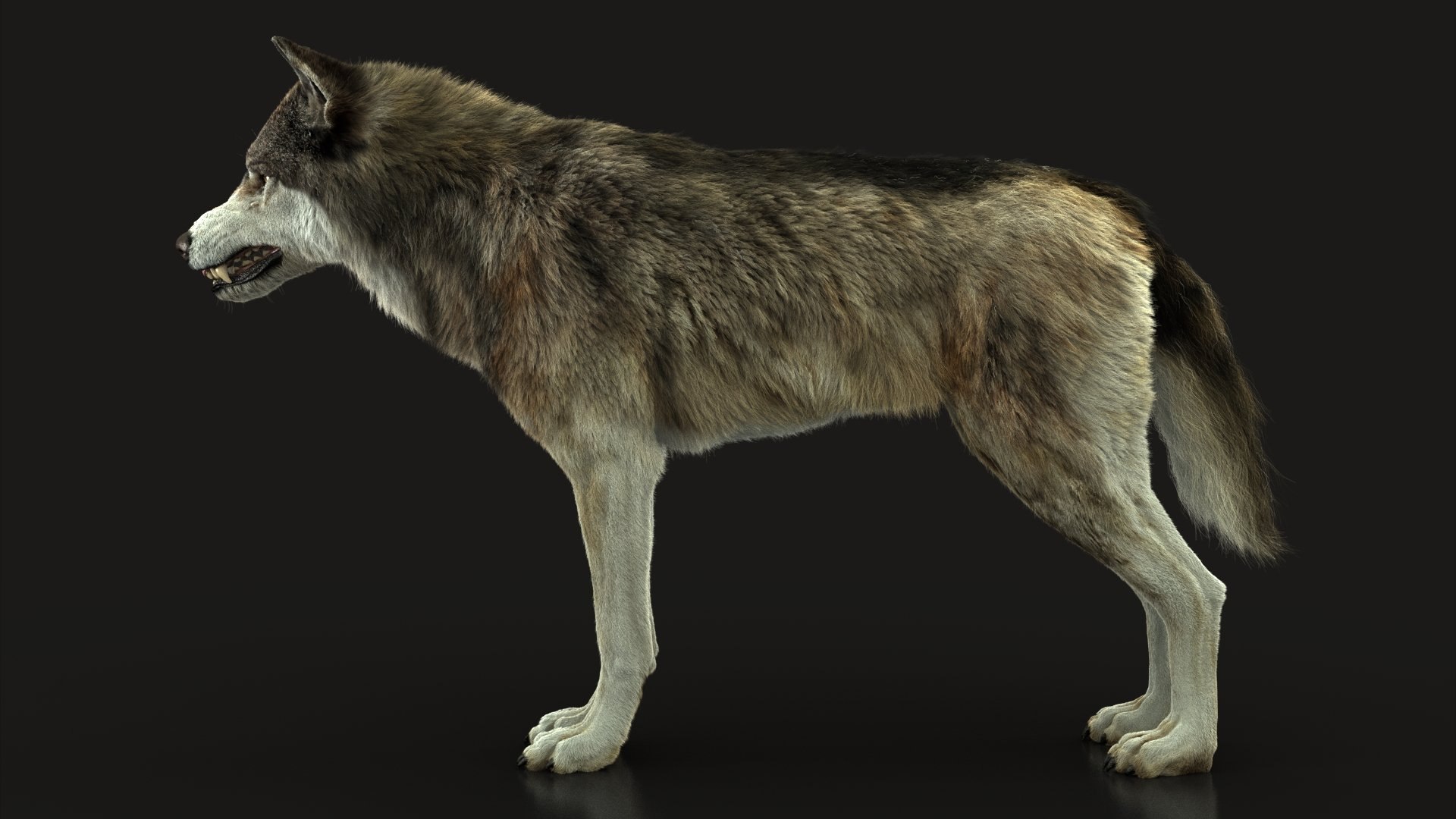 Wolf Rigged 4 Fur 3D Model - TurboSquid 1477087