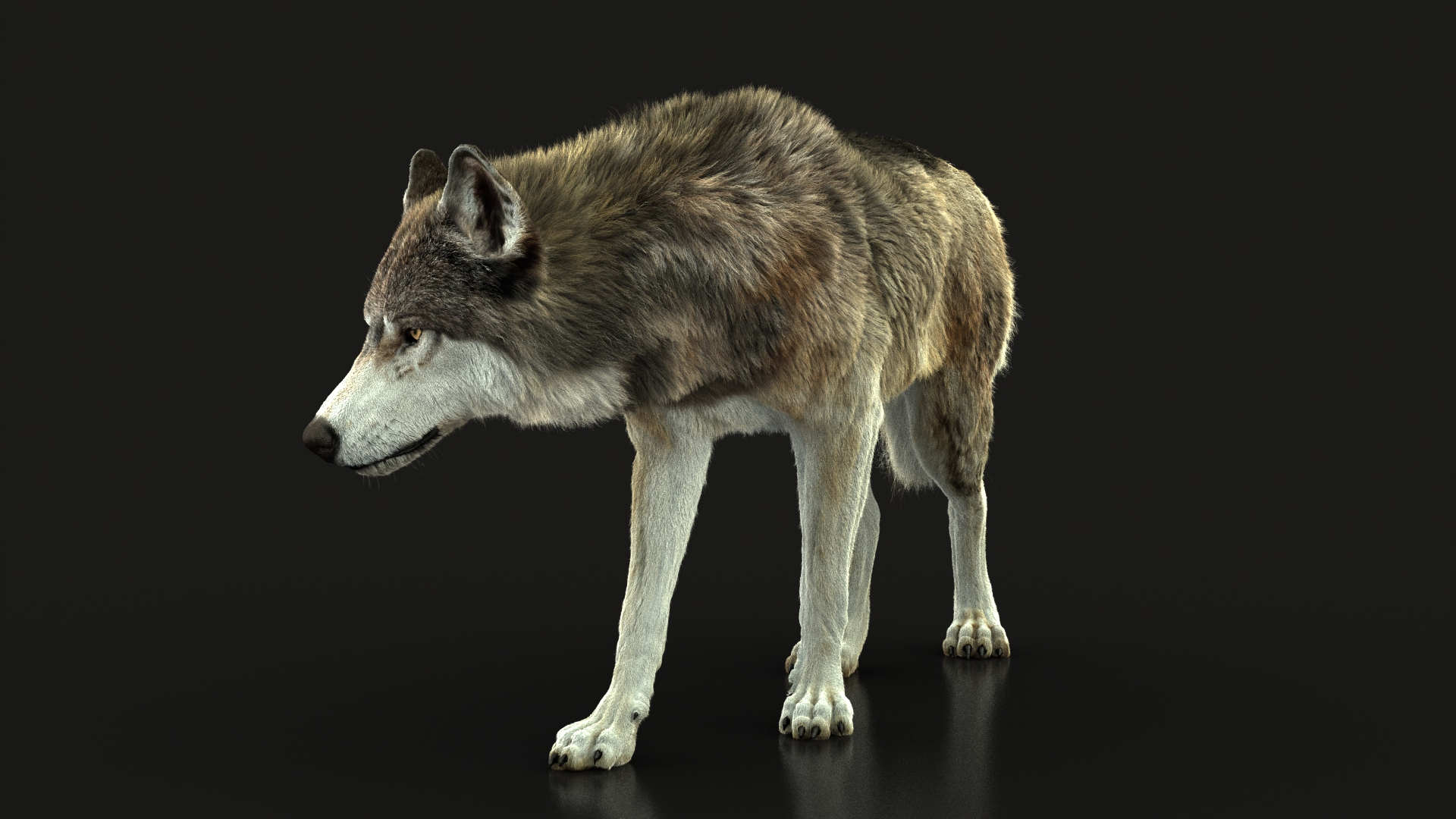 Wolf Rigged 4 Fur 3D Model - TurboSquid 1477087