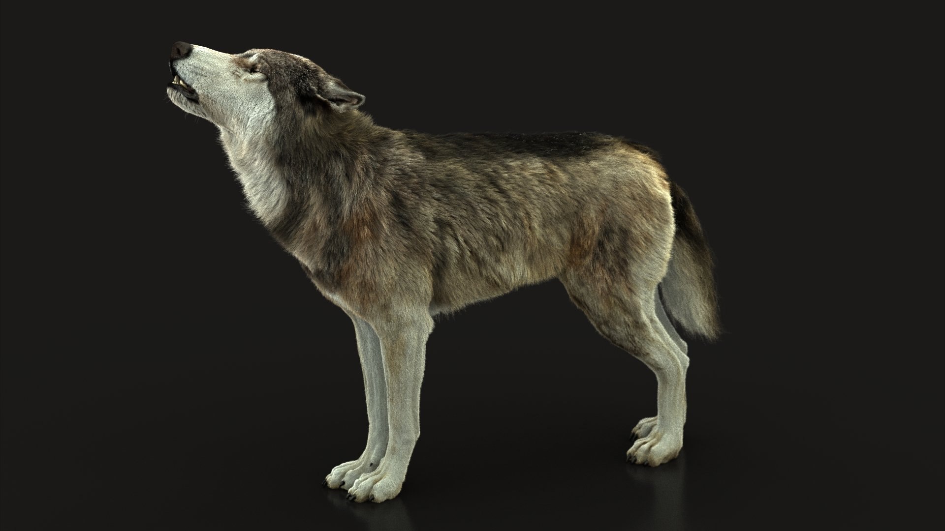 Wolf Rigged 4 Fur 3D Model - TurboSquid 1477087
