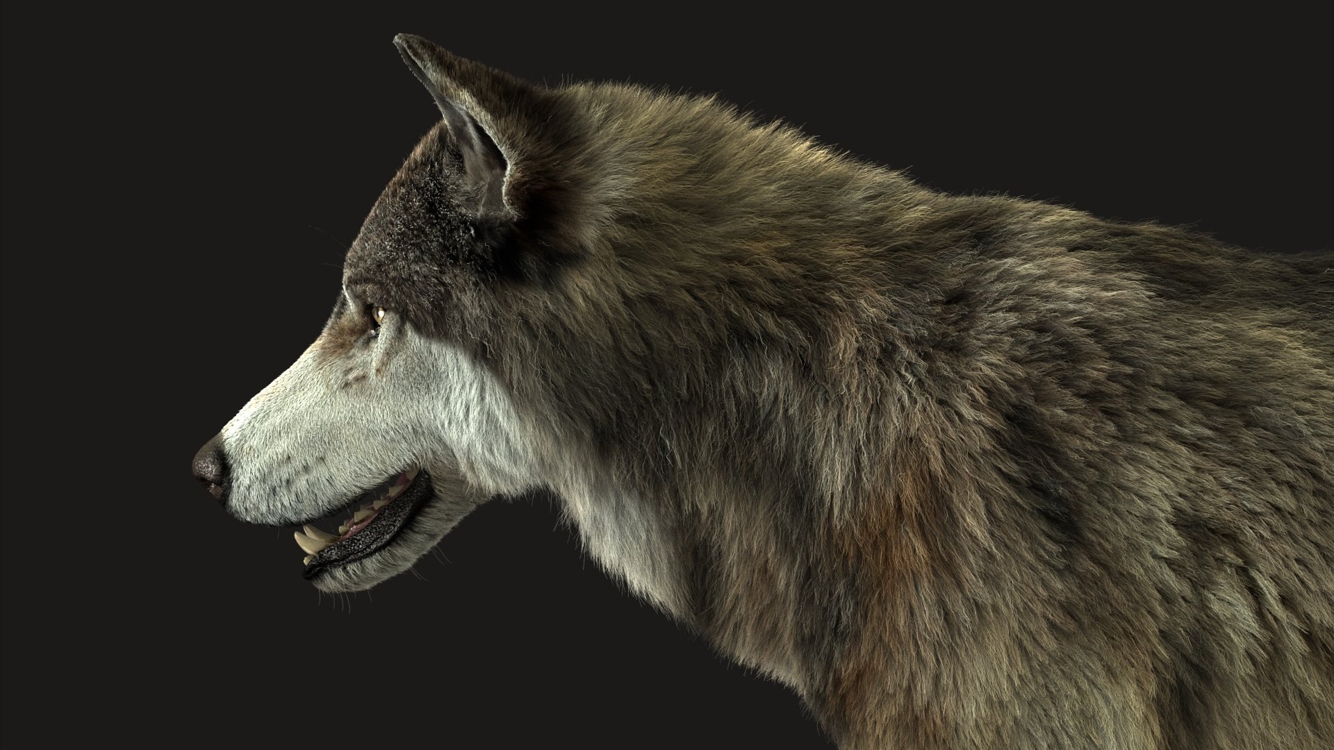 Wolf Rigged 4 Fur 3D Model - TurboSquid 1477087