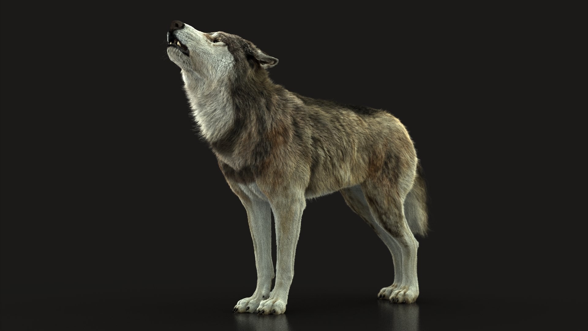 Wolf Rigged 4 Fur 3D Model - TurboSquid 1477087