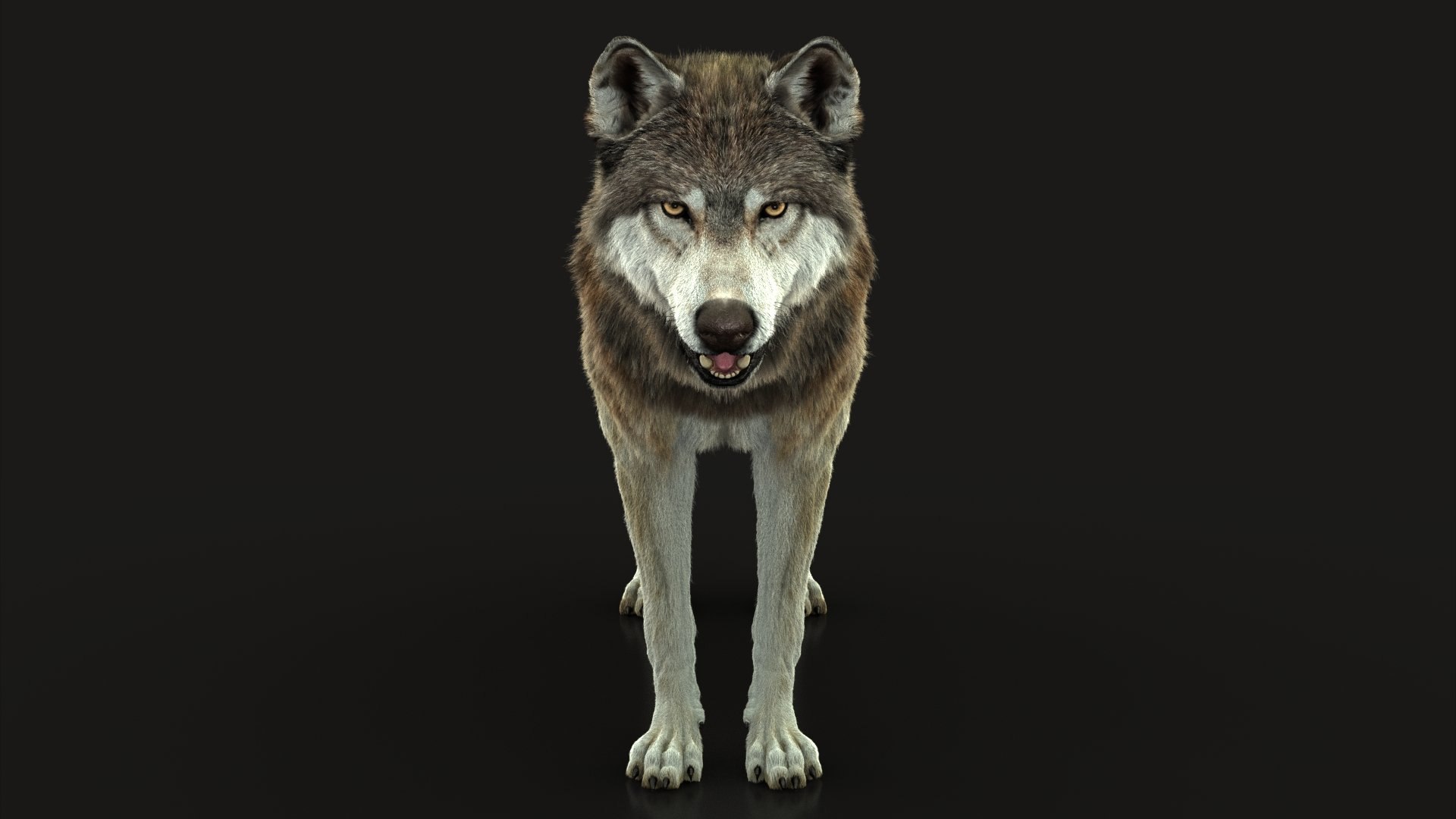 Wolf Rigged 4 Fur 3D Model - TurboSquid 1477087