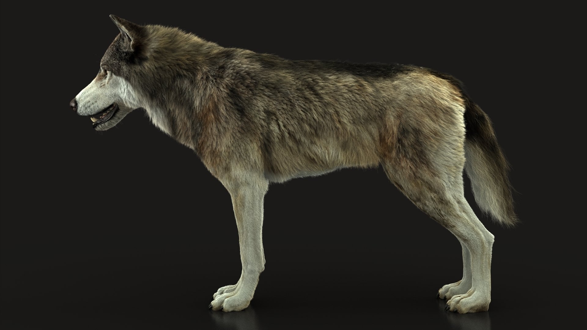 Wolf Rigged 4 Fur 3D Model - TurboSquid 1477087