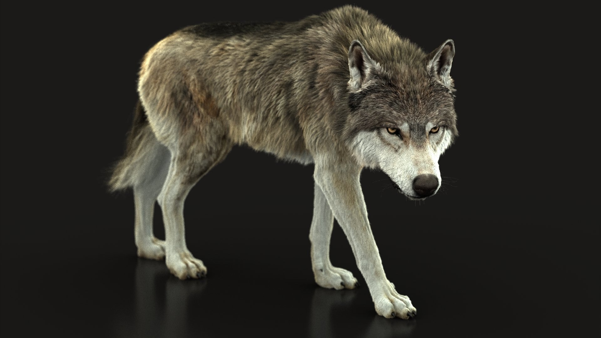 Wolf rigged 4 fur 3D model - TurboSquid 1477087