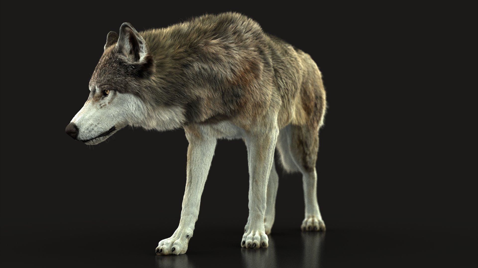 Wolf Rigged 4 Fur 3D Model - TurboSquid 1477087