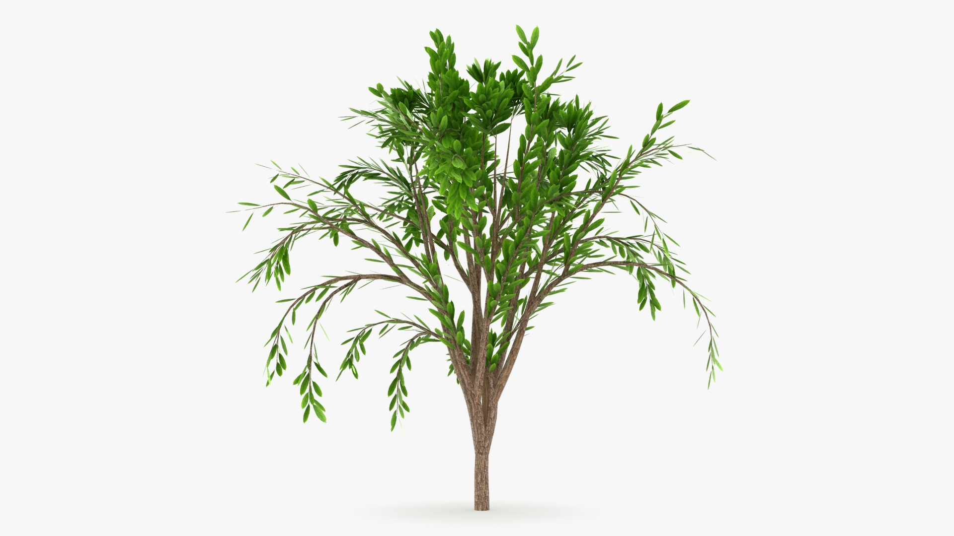 Tree Collection Model - TurboSquid 1933538