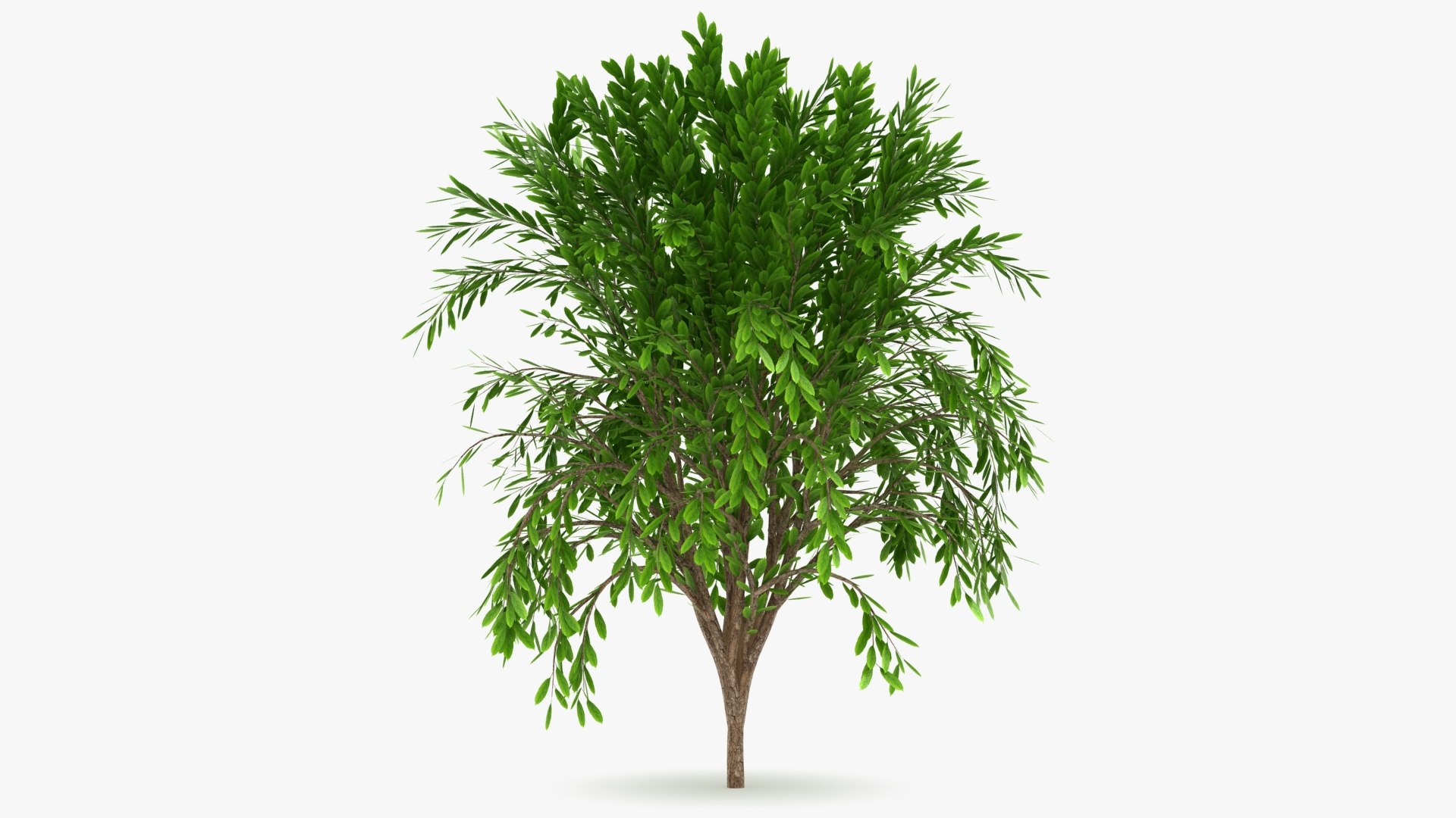 Tree Collection Model - TurboSquid 1933538