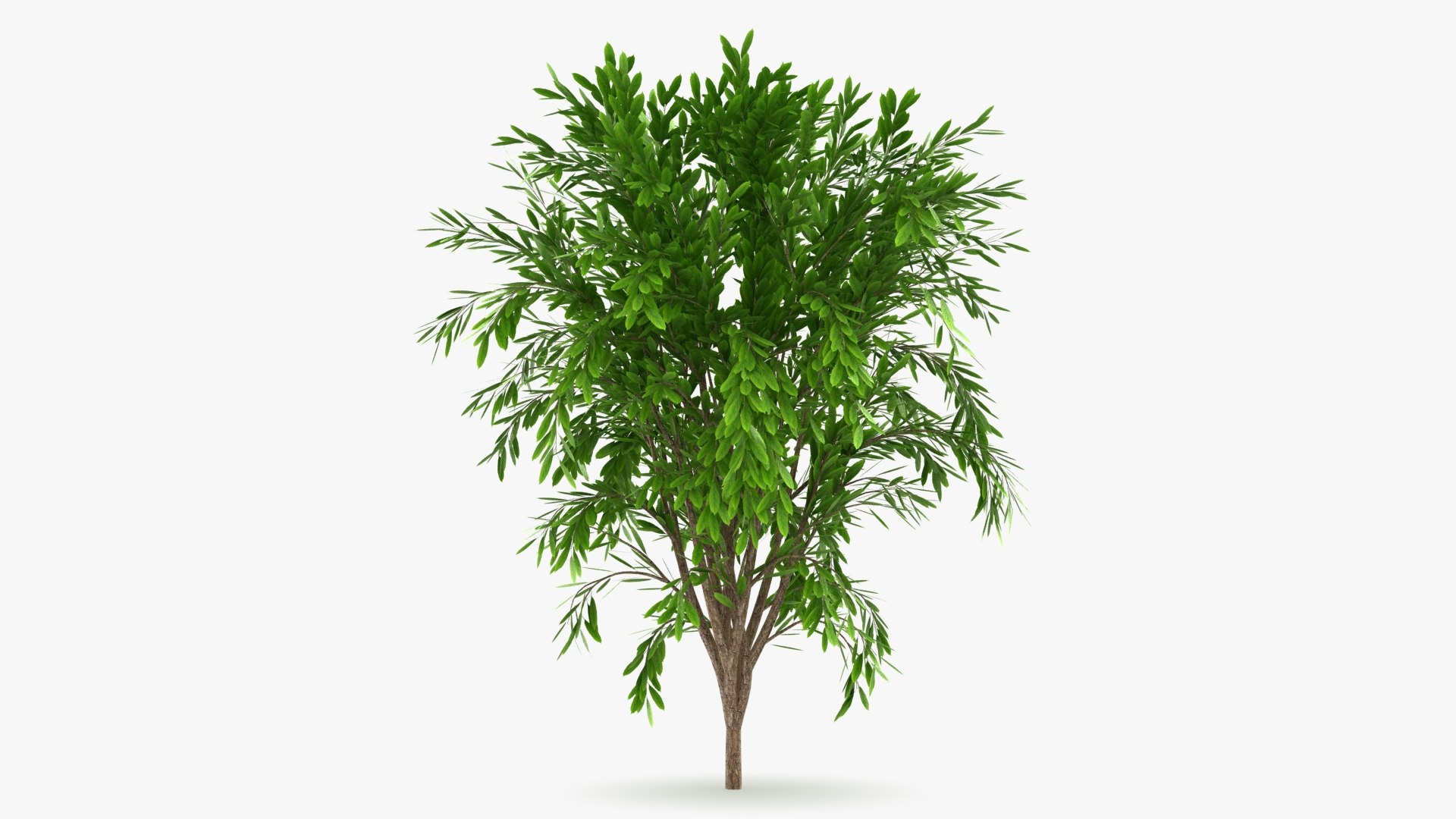Tree Collection model - TurboSquid 1933538