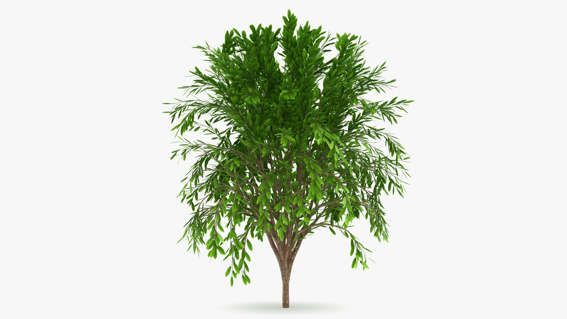 Tree Collection Model - TurboSquid 1933538